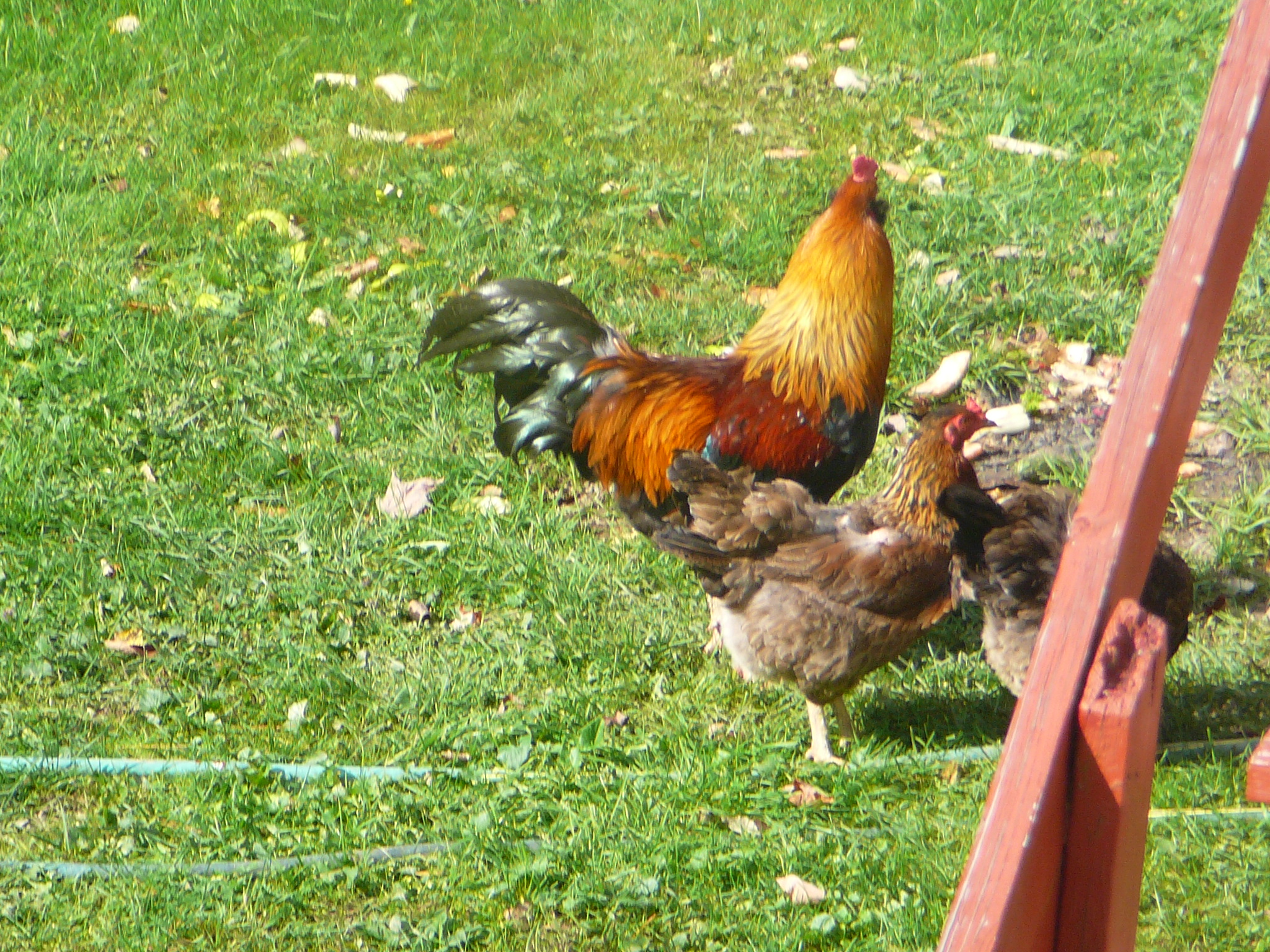 Wonderful Farm Fresh Eggs – Randi's Country Kitchen